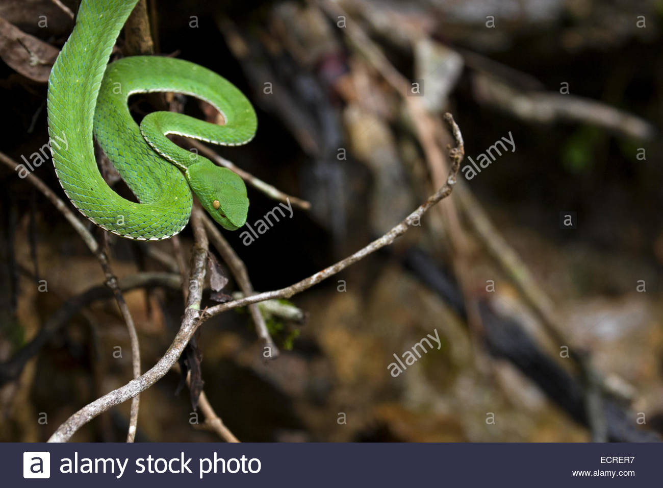 Asian Lancehead High Resolution Stock Photography and Images - Alamy