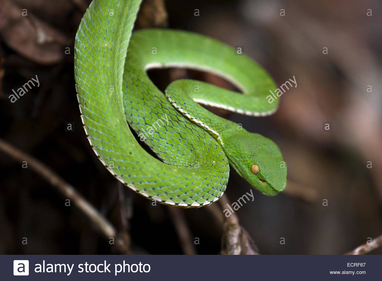 Asian Lancehead High Resolution Stock Photography and Images - Alamy