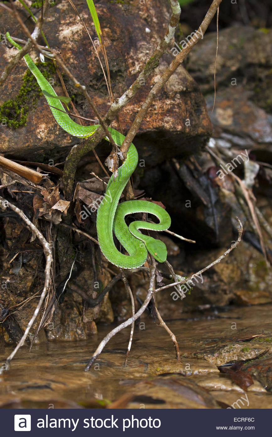 Asian Lancehead High Resolution Stock Photography and Images - Alamy