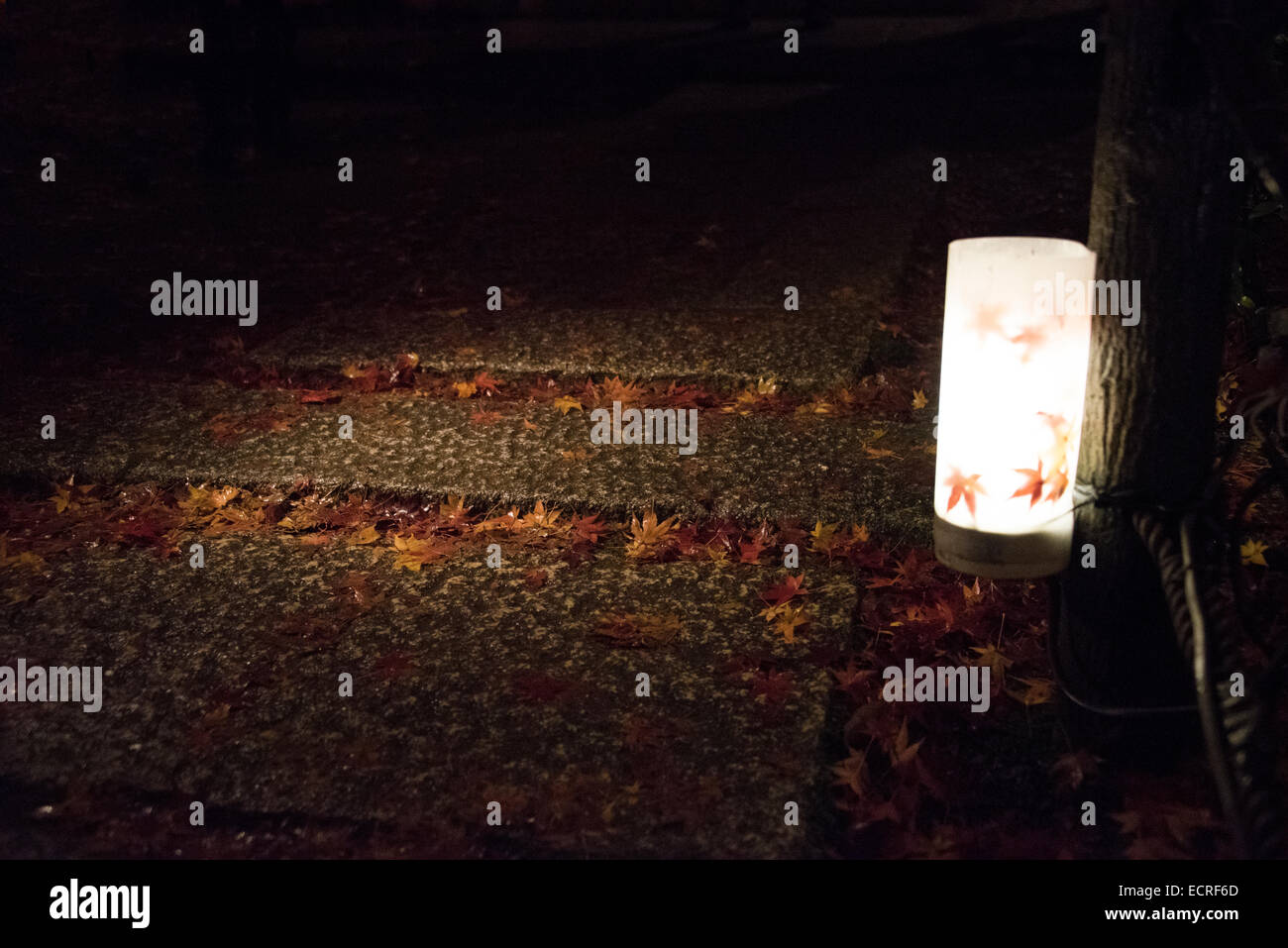 Night fall leaves hi-res stock photography and images - Alamy