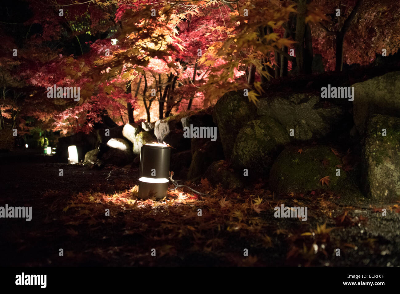 Night fall leaves hi-res stock photography and images - Alamy