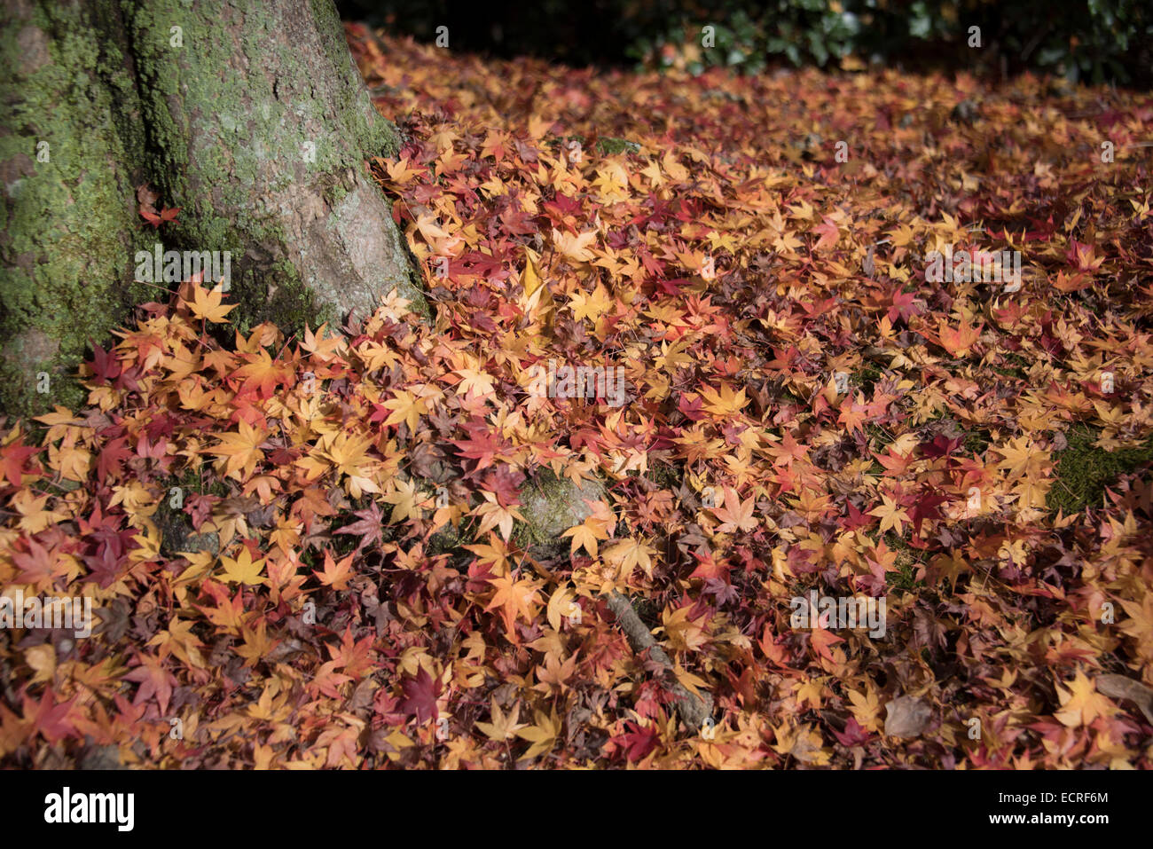 Japanese autumn colours, Japan Stock Photo - Alamy