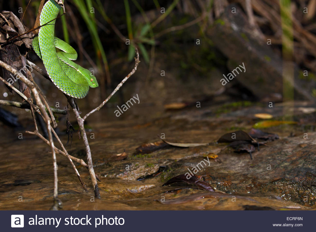 Asian Lancehead High Resolution Stock Photography and Images - Alamy