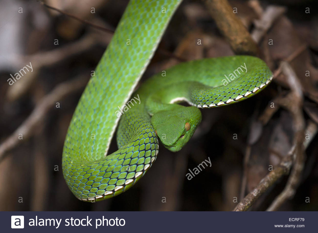 Striking Serpent Stock Photos & Striking Serpent Stock Images - Alamy