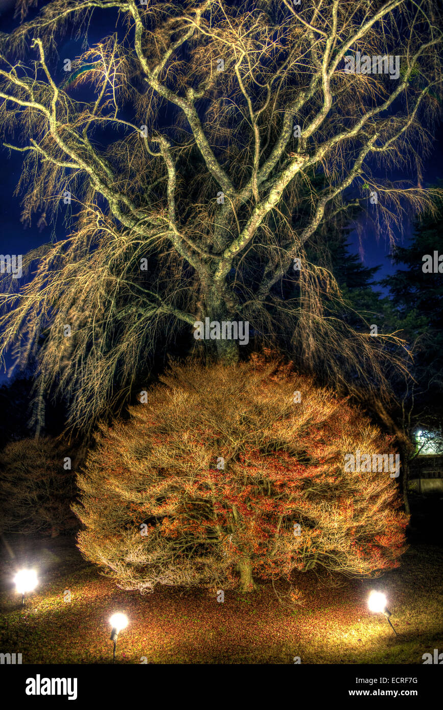 Illuminated trees colours hi-res stock photography and images - Alamy