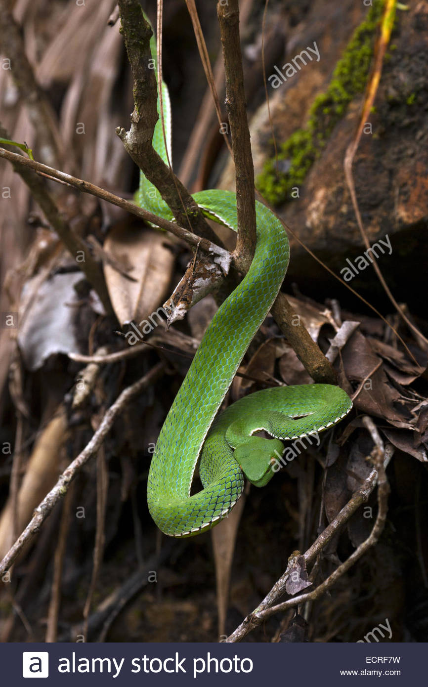 Venomous Snake Striking High Resolution Stock Photography and Images ...