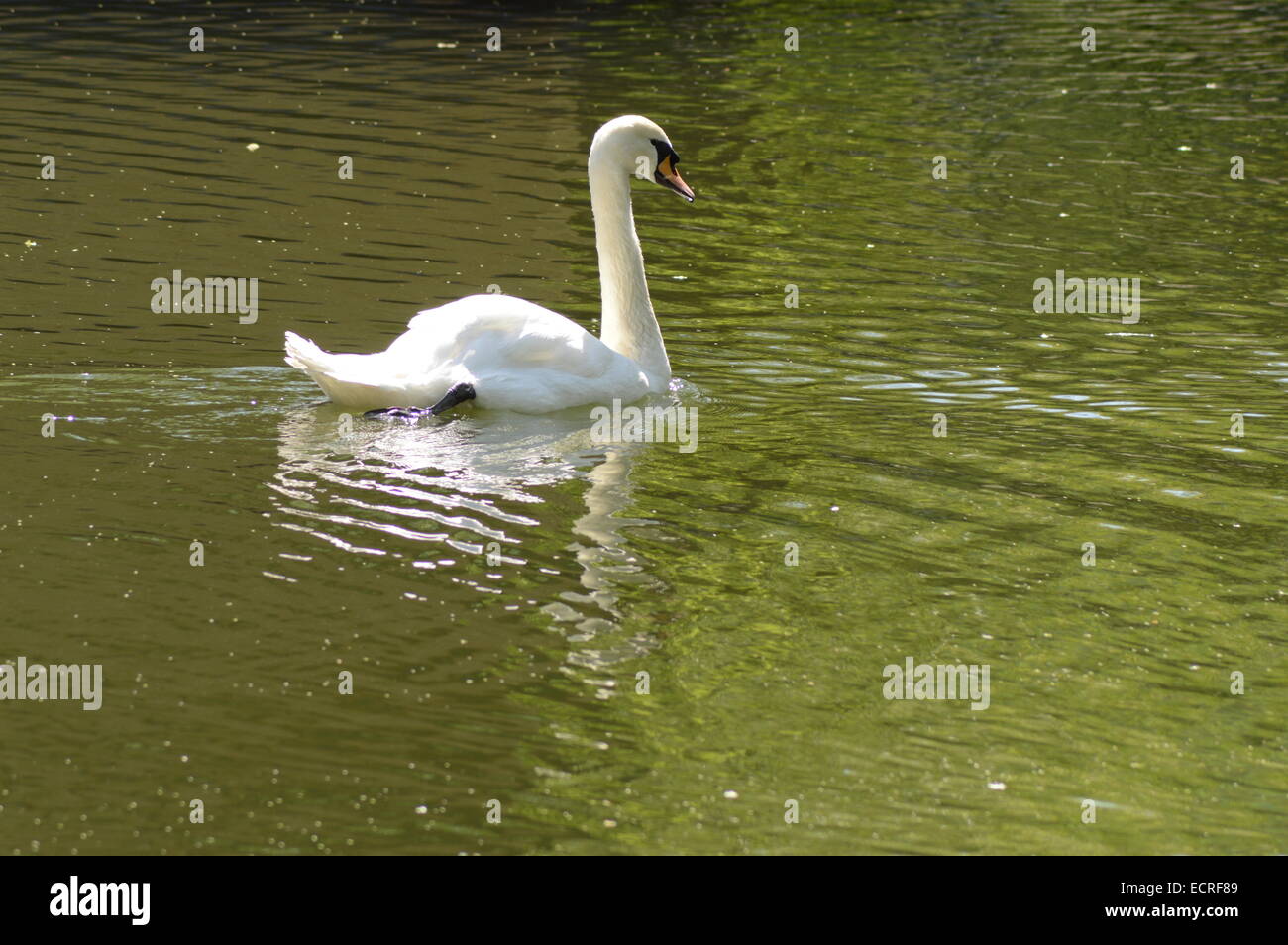 White swan on a pond Stock Photo - Alamy