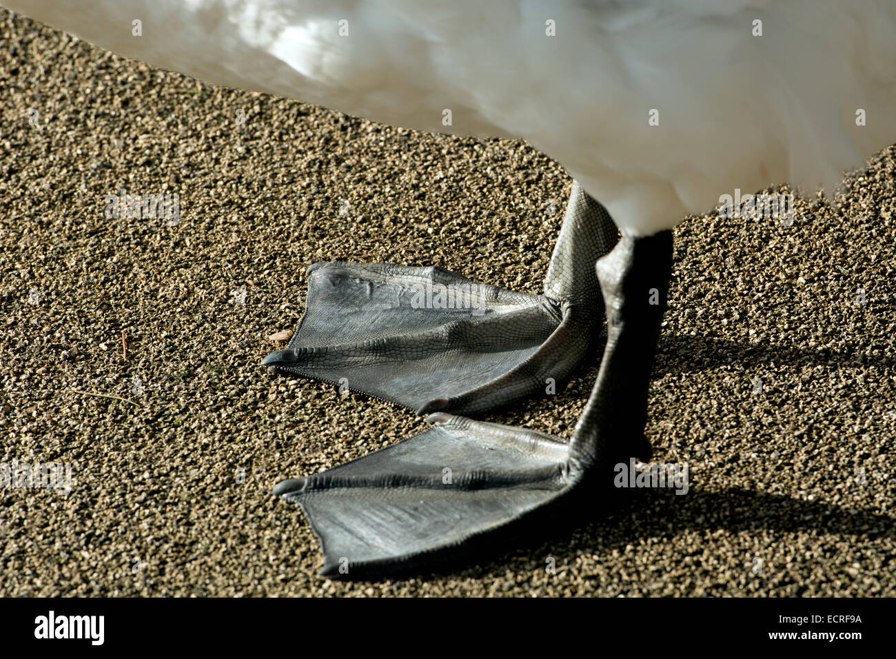 Webbed bird feet hi-res stock photography and images - Alamy