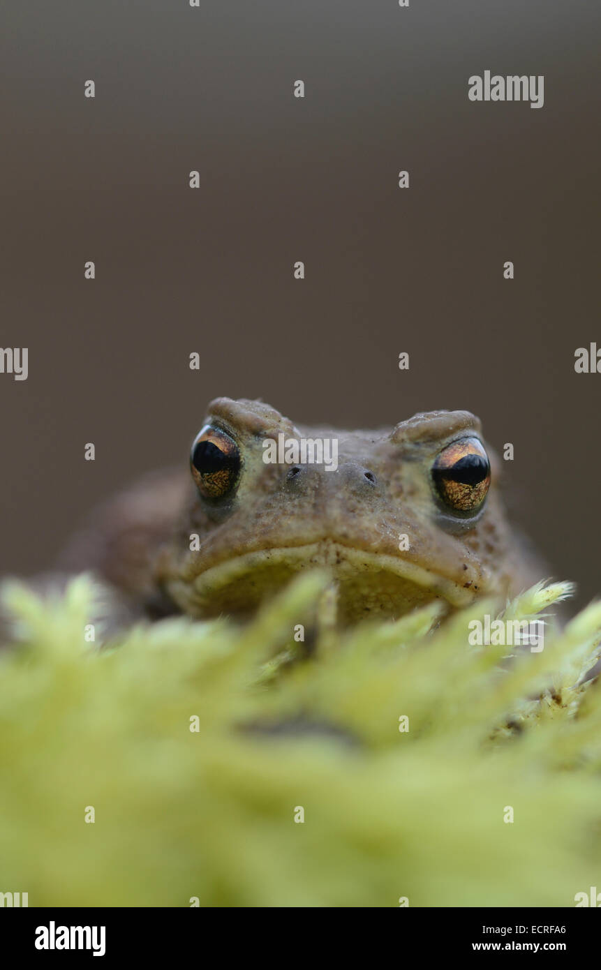 Common toad. Dorset, UK Stock Photo - Alamy