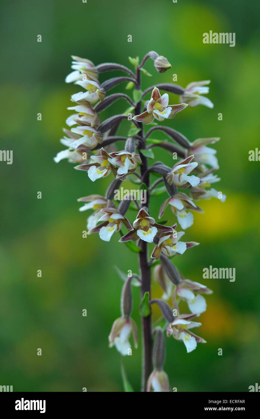 Helleborine hi-res stock photography and images - Alamy
