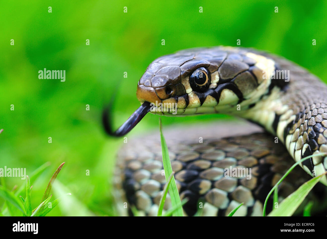 Forked tongue hi-res stock photography and images - Alamy