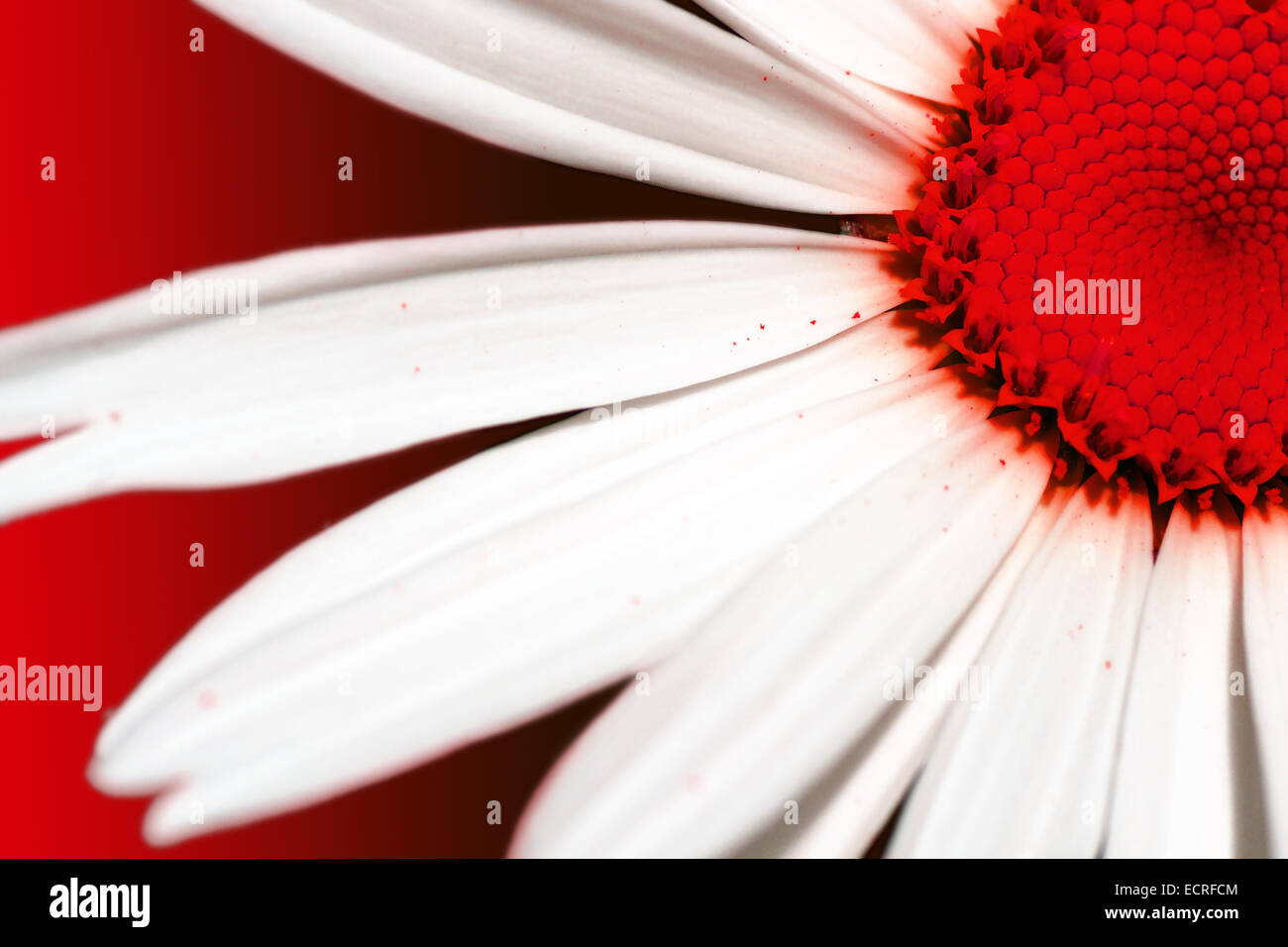 Artistic flower rendering hi-res stock photography and images - Alamy