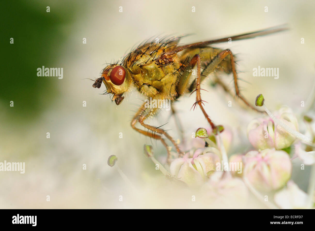 Yellow dung fly at rest on umbellifer Dorset UK Stock Photo - Alamy