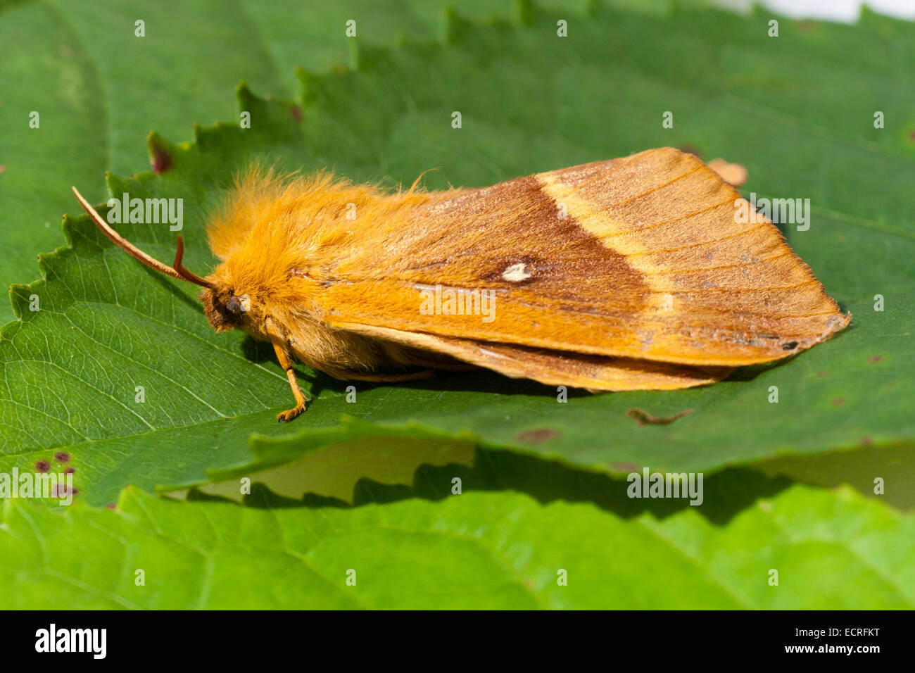 Adult oak eggar moth, Lasiocampa quercus, on foliage in a Plymouth ...