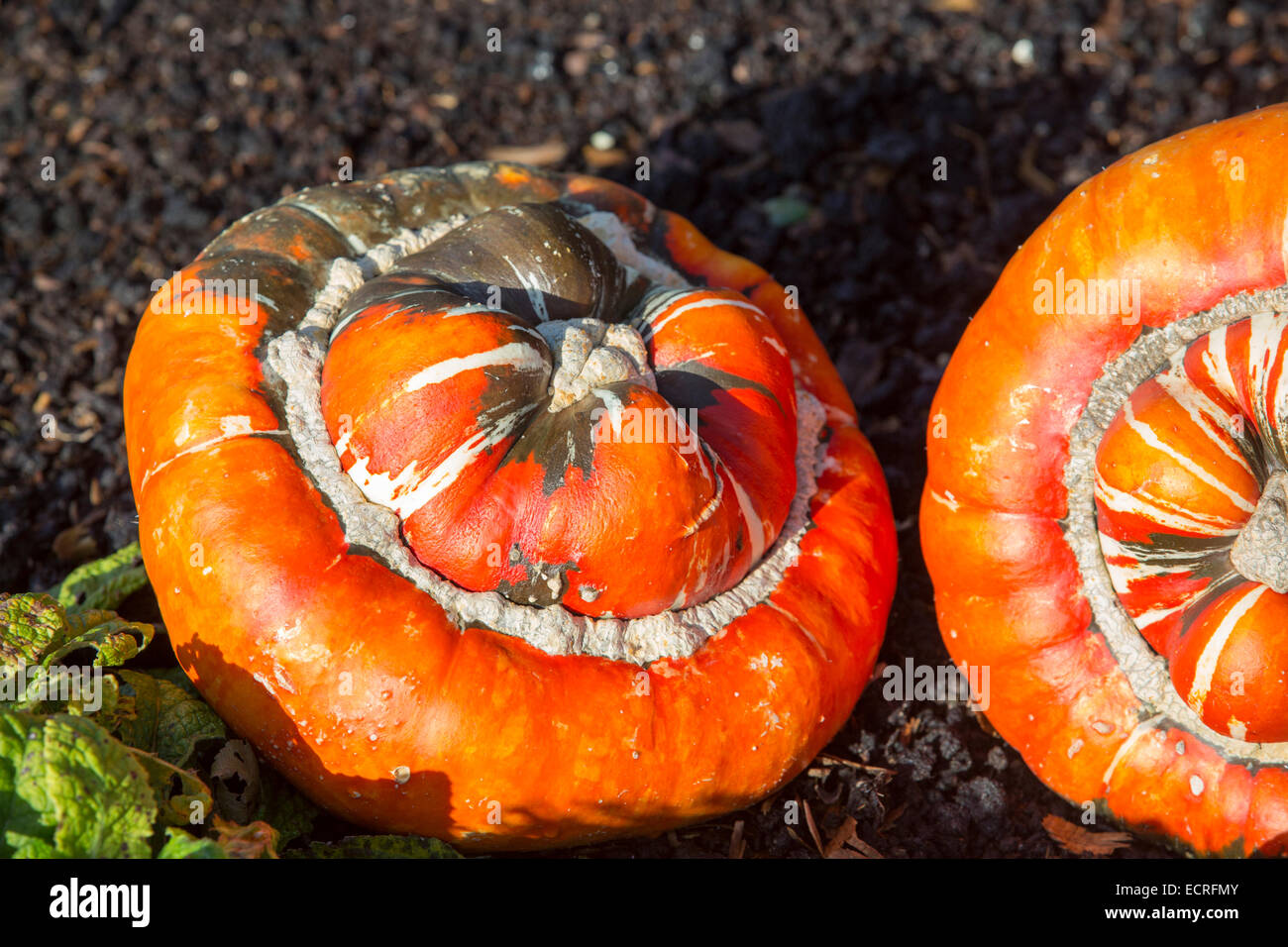 Turks Head Pumpkins Stock Photo - Alamy