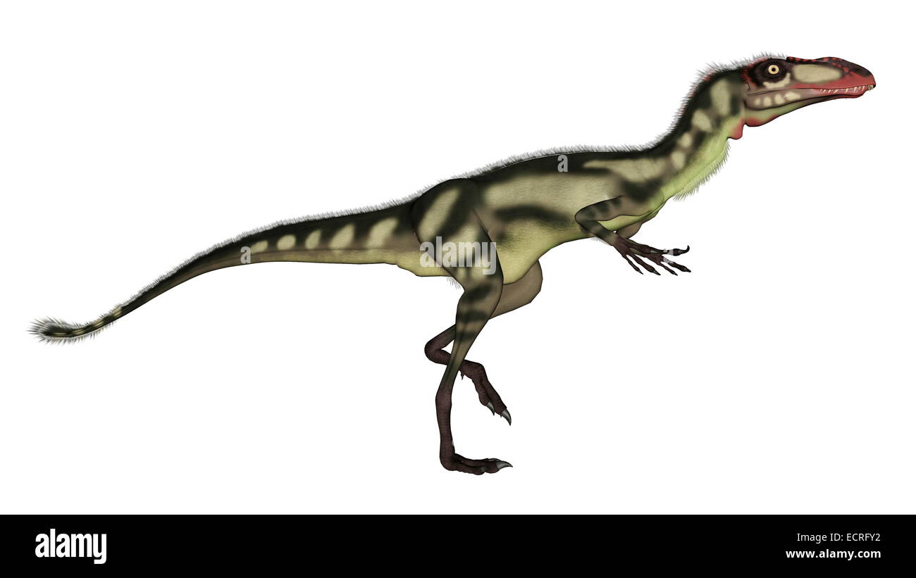 Dilong dinosaur walking in white background- 3D render Stock Photo - Alamy
