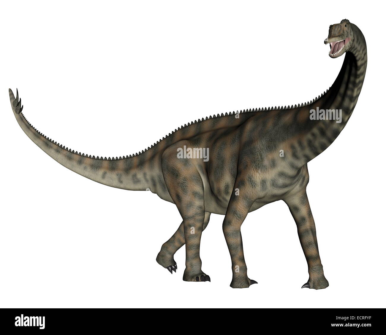 Spinophorosaurus dinosaur standing in white background- 3D render Stock ...