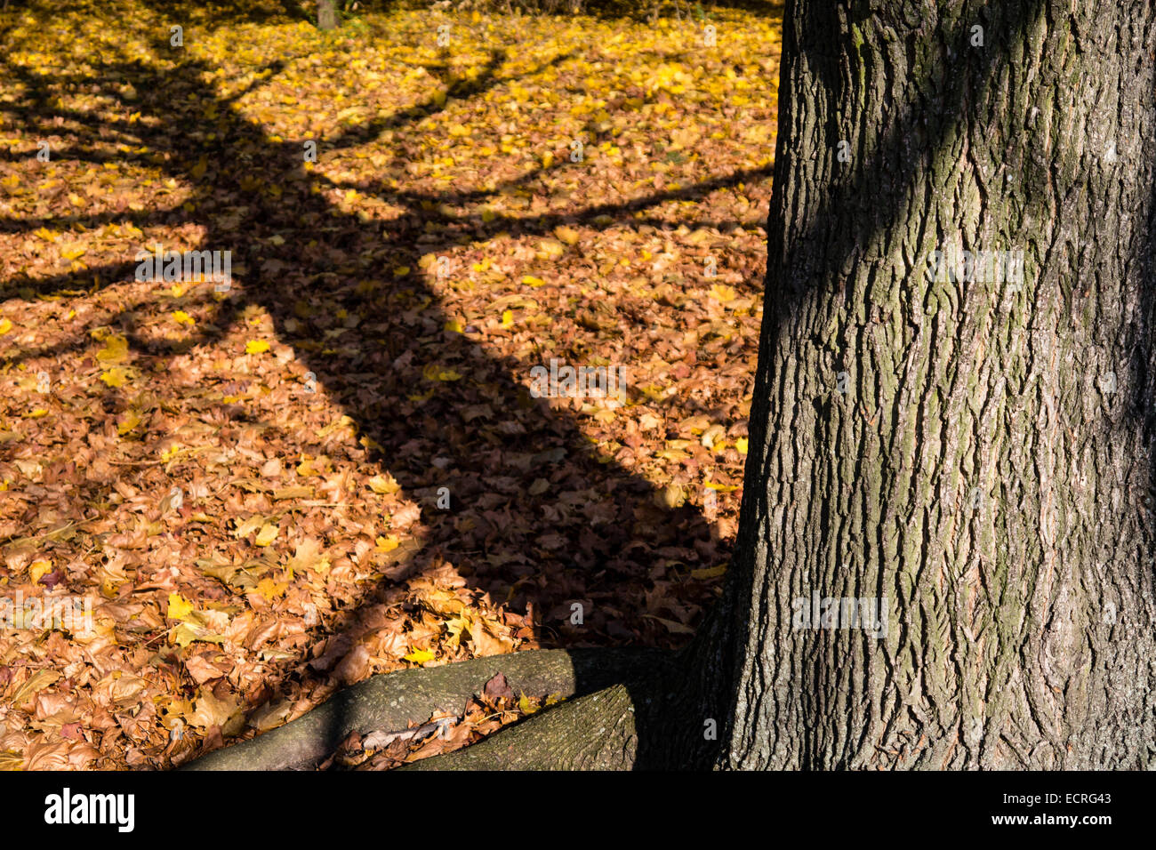 shadow of a tree on foliage Stock Photo - Alamy