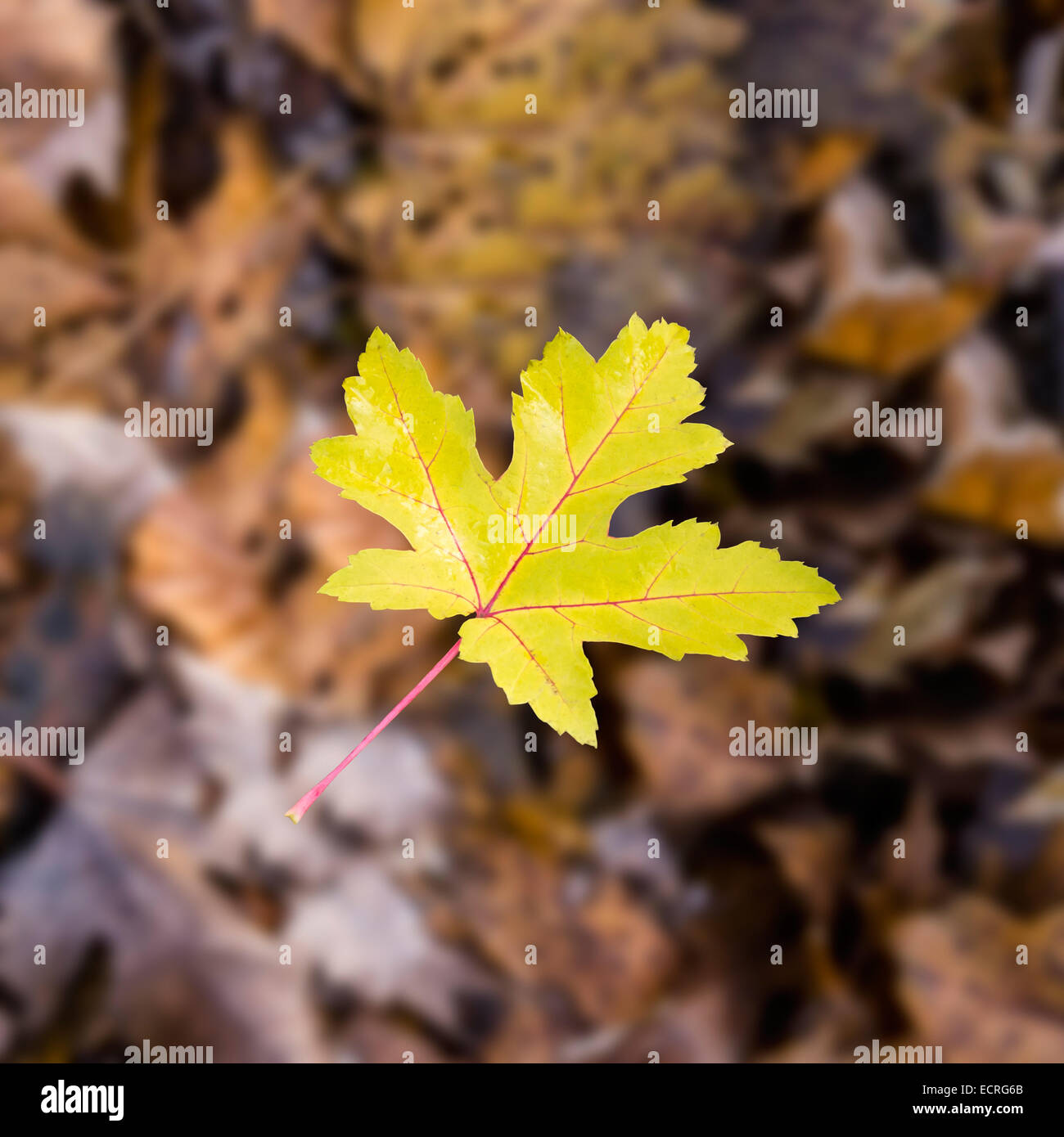 Single leaf environment hi-res stock photography and images - Alamy