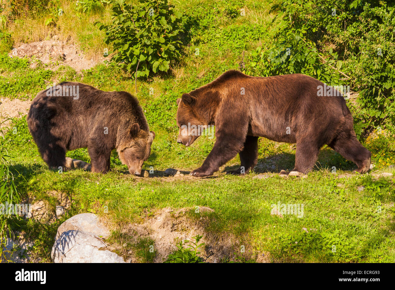 TWO BROWN BEARS, BEAR PARK, BAERENPARK BERN, OLD TOWN OF BERN, BERNE, CITY, BERN CANTON ...