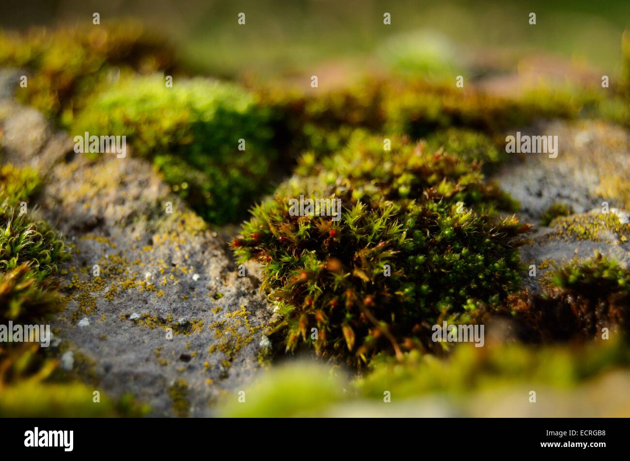 Moss growing on a stone wall in the Necropolis in Glasgow, Scotland ...