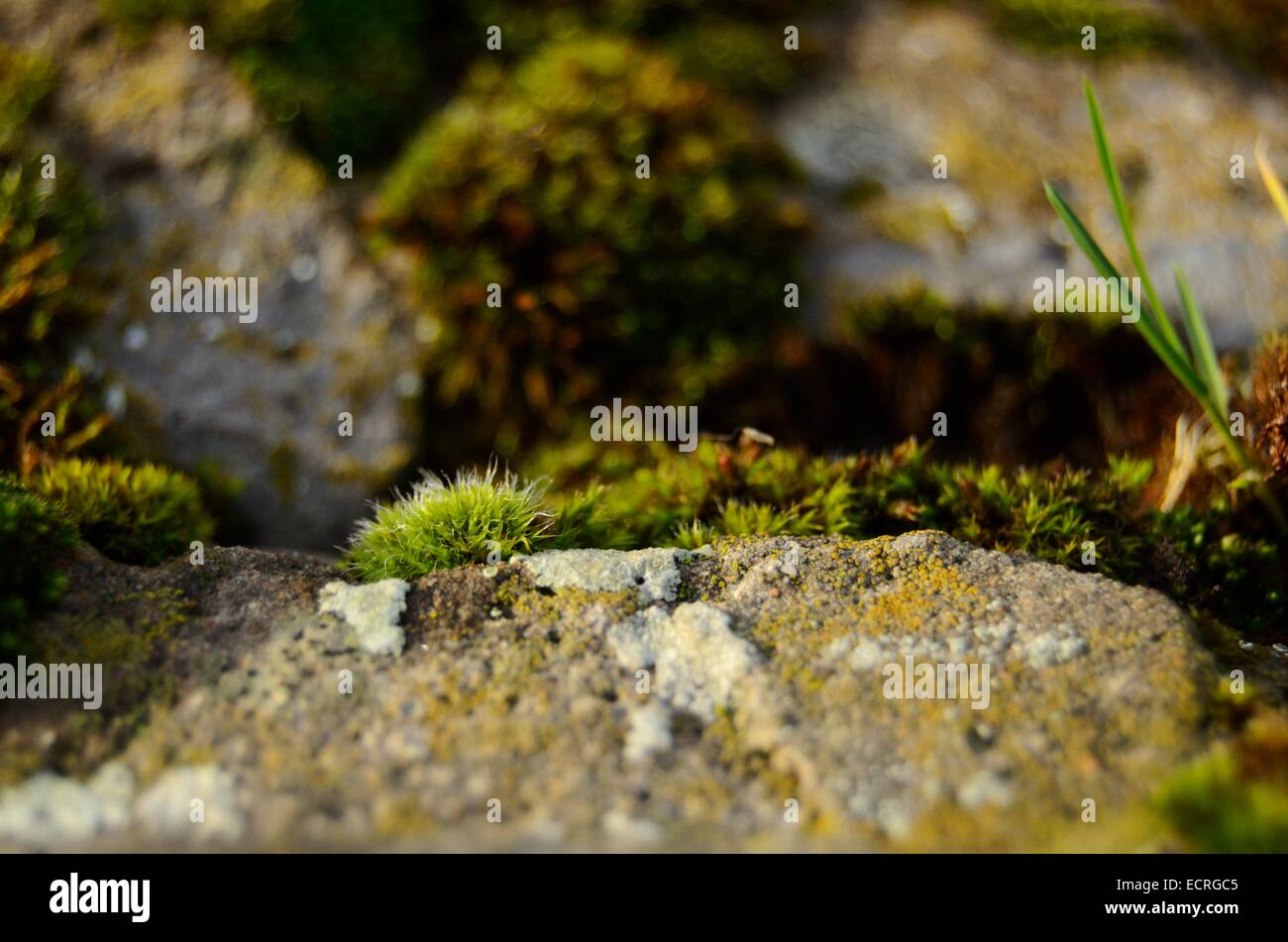 Growth stone hi-res stock photography and images - Alamy
