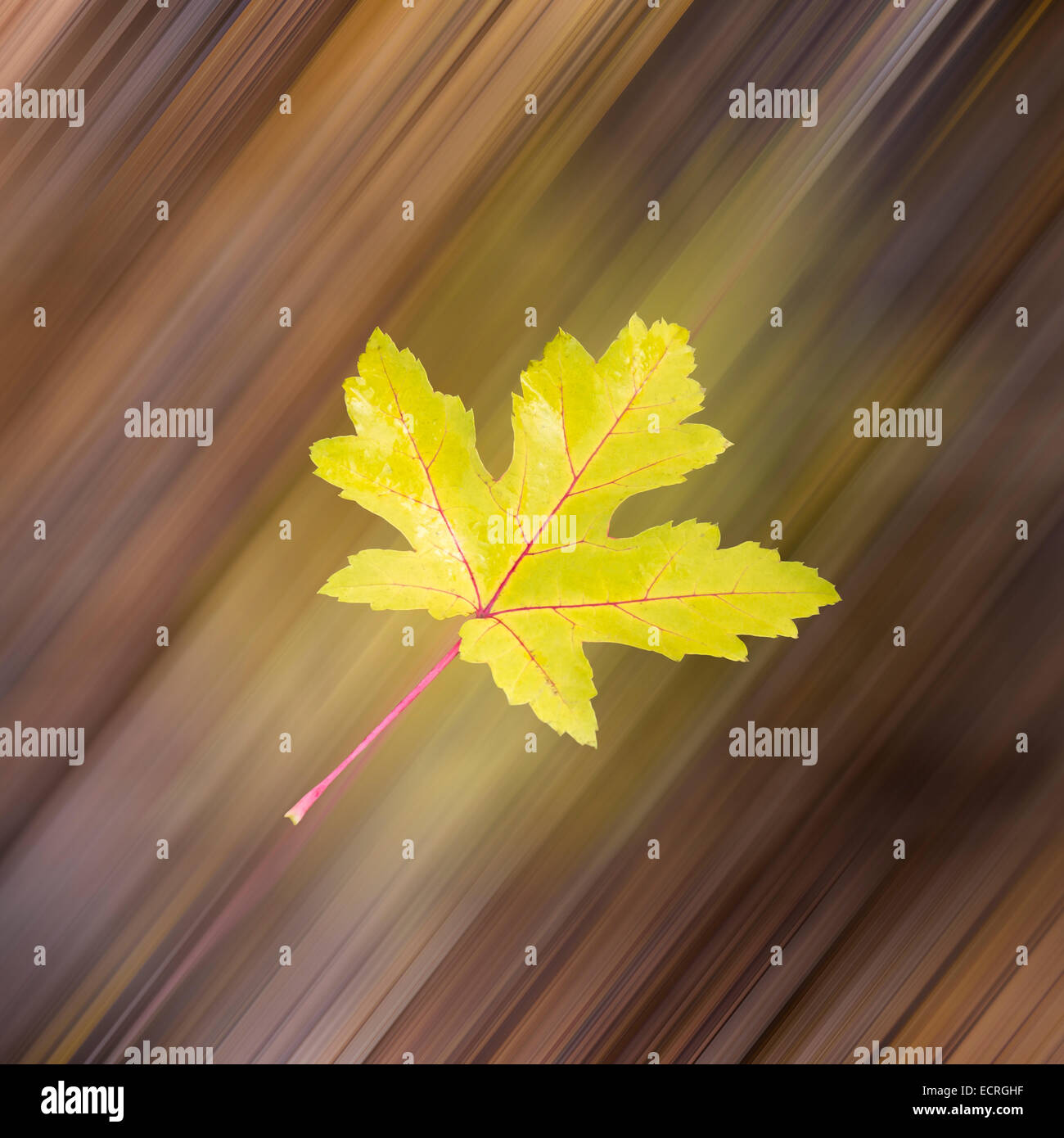 falling yellow leaf in autumn Stock Photo - Alamy