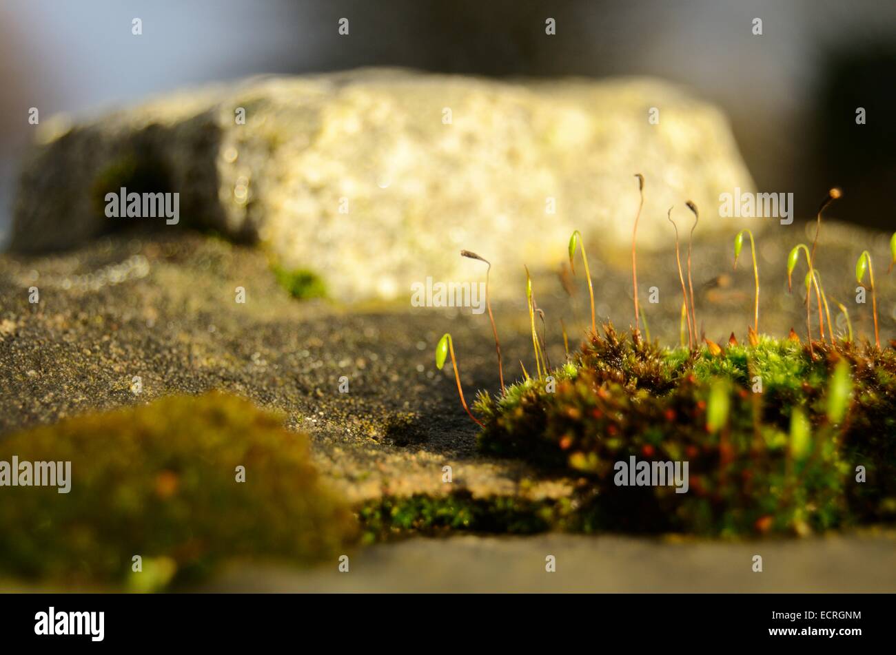 Moss growing on a stone wall in the Necropolis in Glasgow, Scotland ...