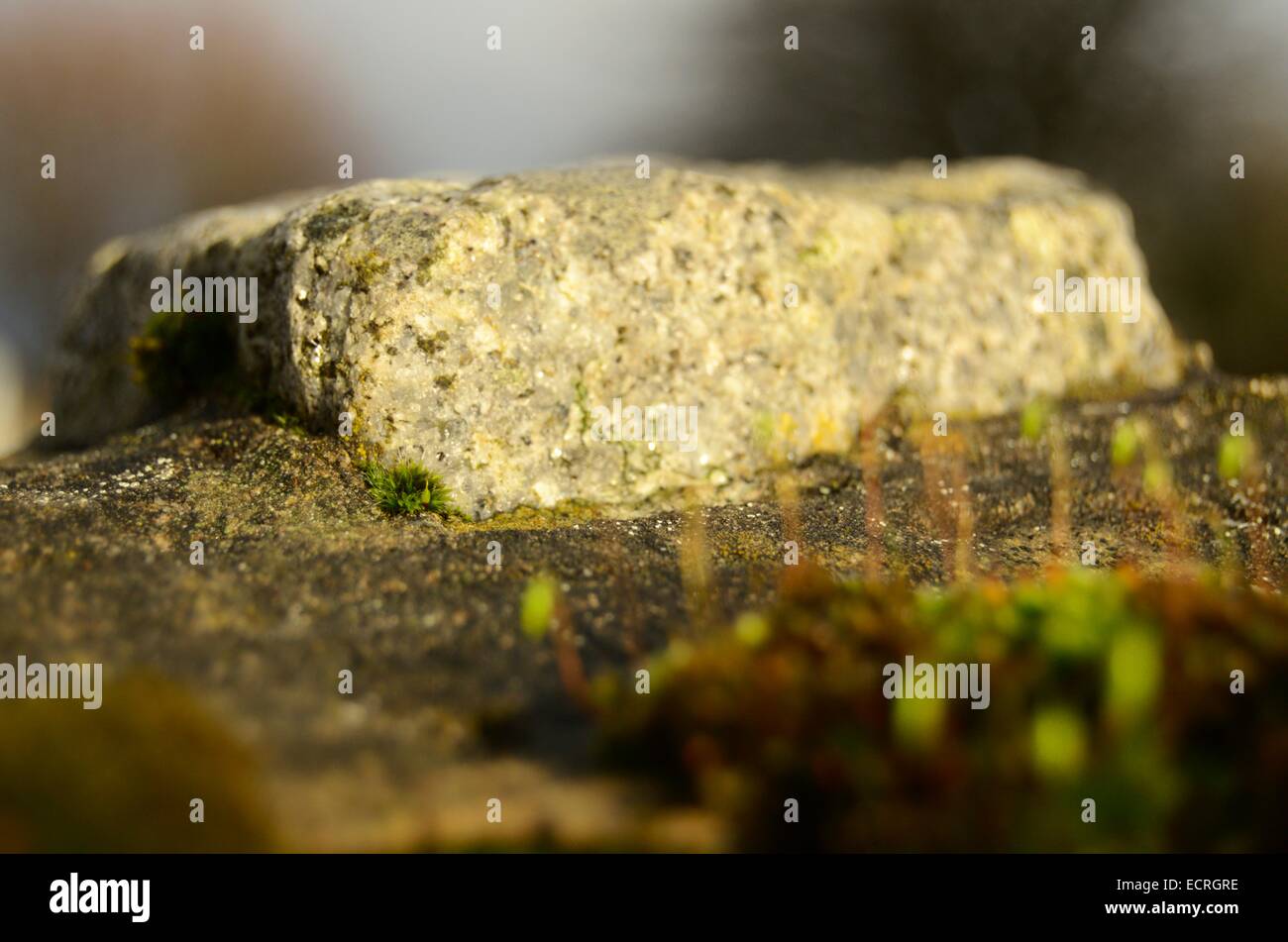 Moss growing on a stone wall hi-res stock photography and images - Alamy