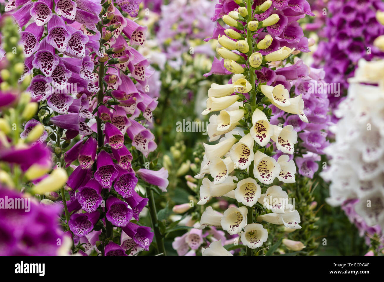 collection of foxglove flowers Stock Photo - Alamy