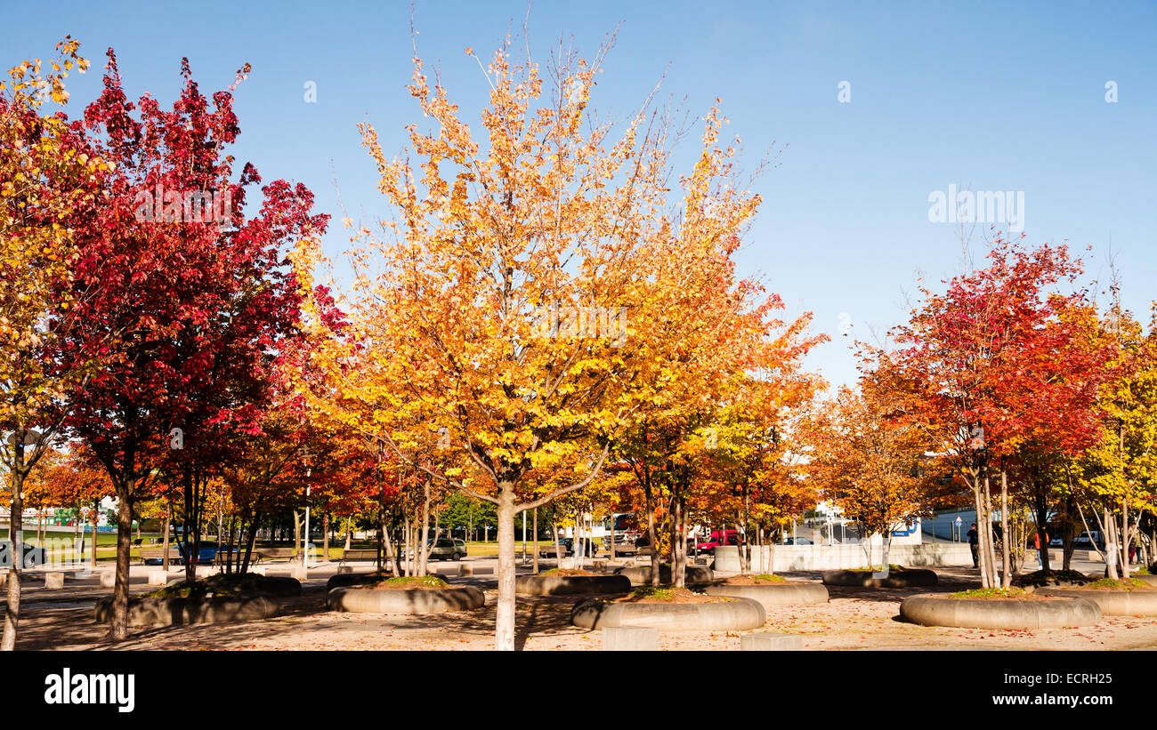 Different colors of autumn trees hi-res stock photography and images ...