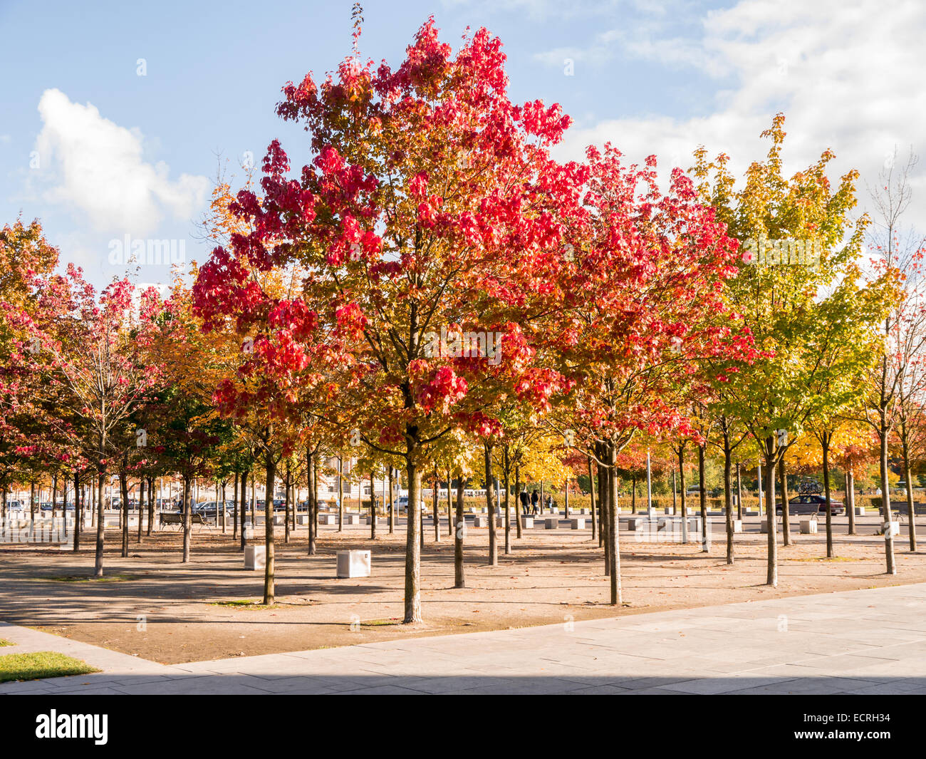 Trees of different colors hi-res stock photography and images - Alamy