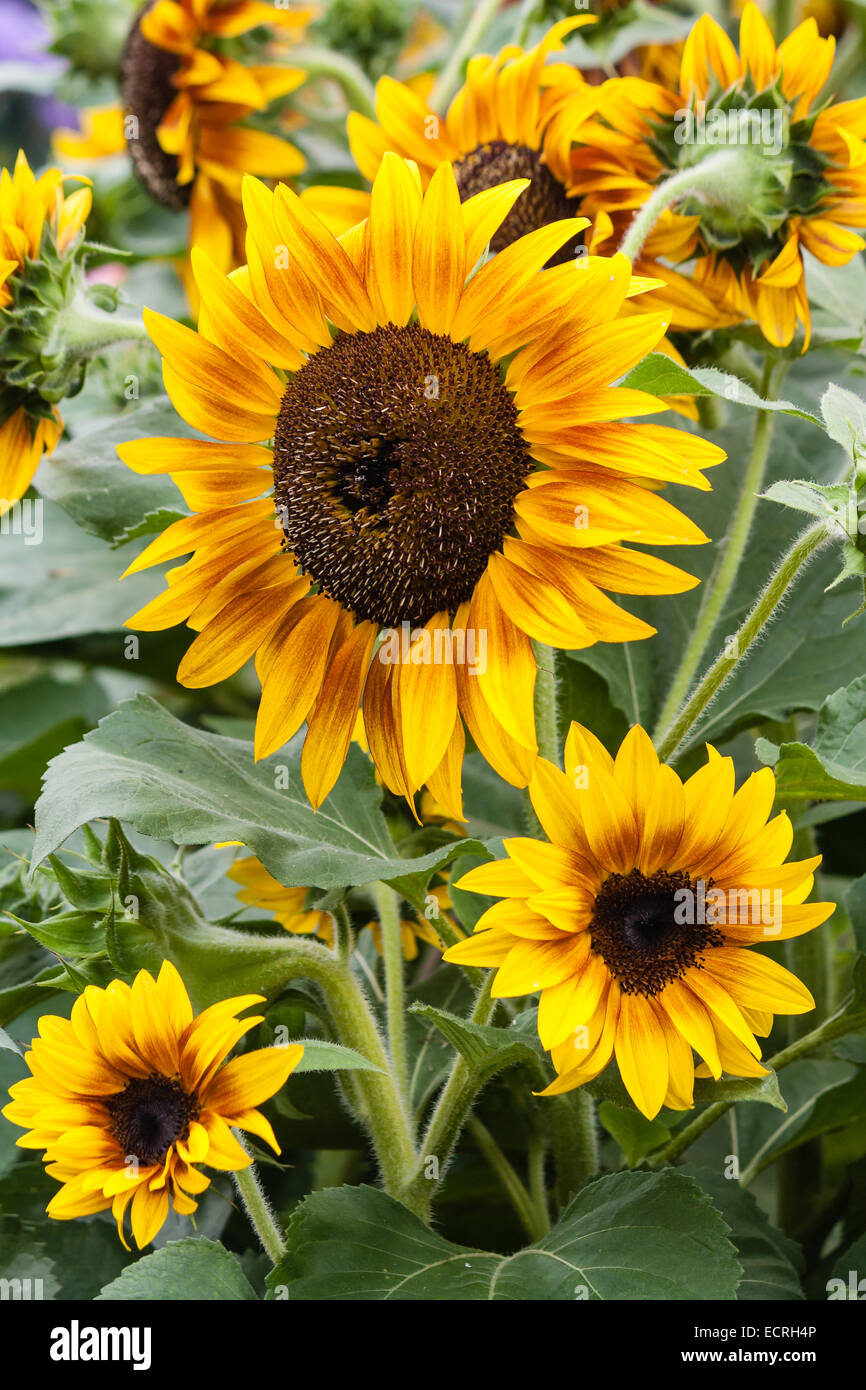 Compound flower heads hi-res stock photography and images - Alamy