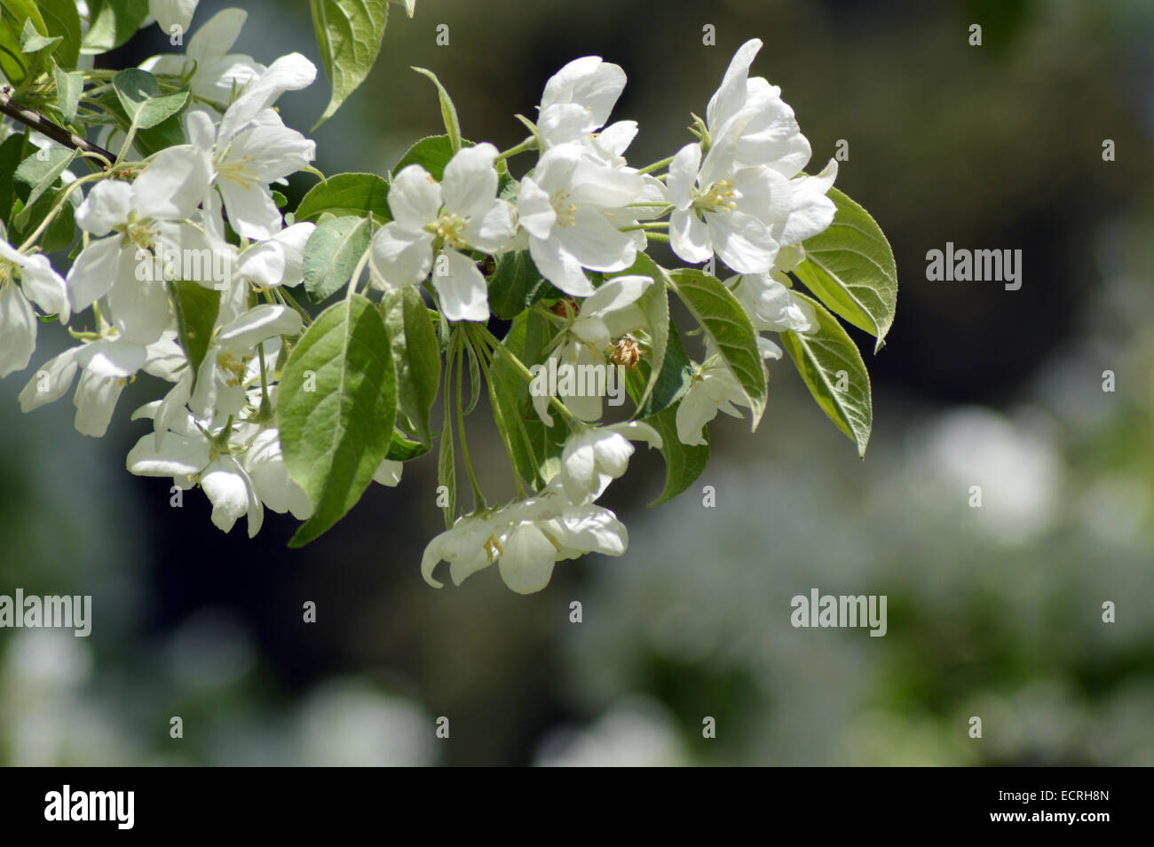 Apple trees in bloom hi-res stock photography and images - Alamy