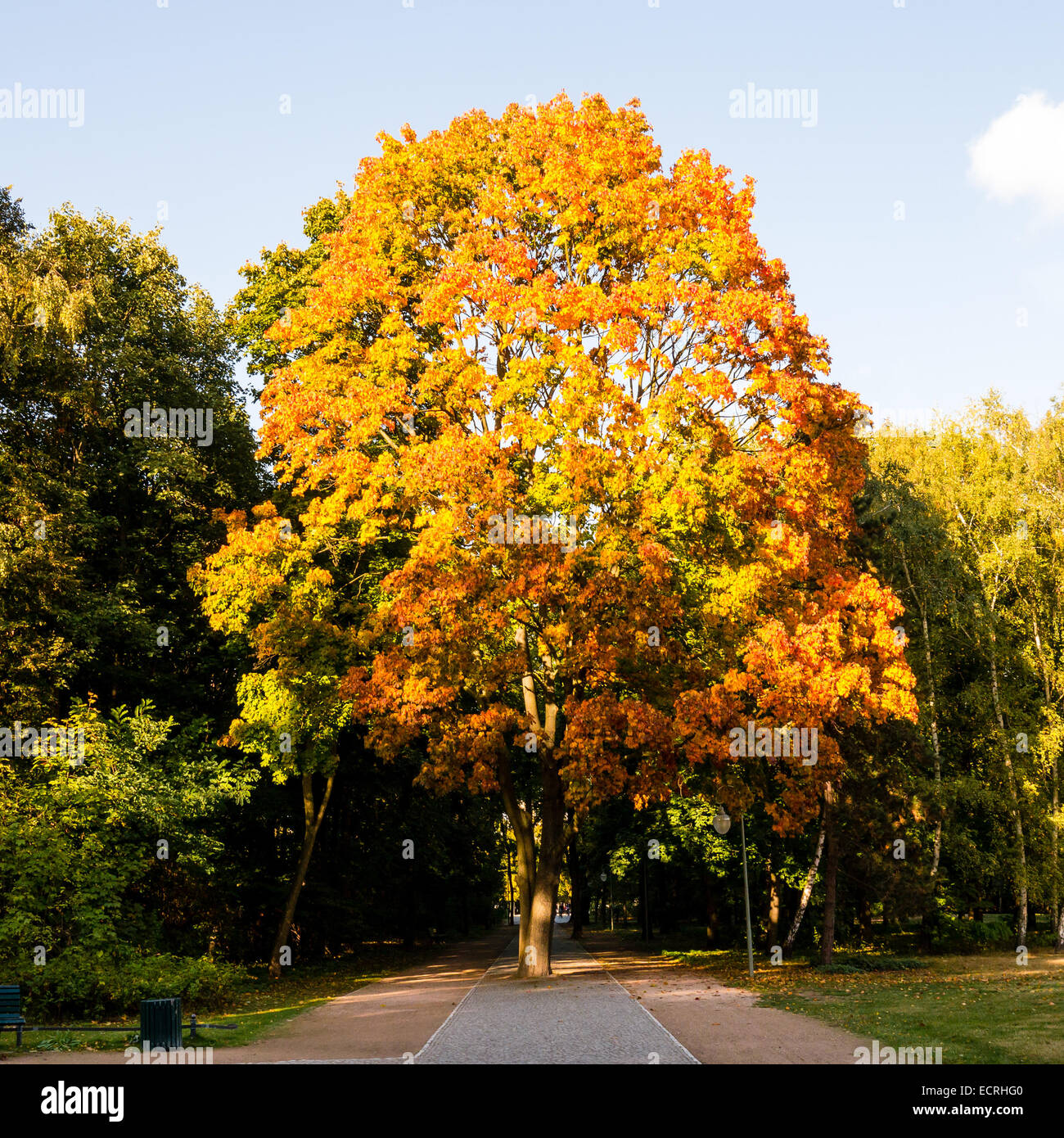 Colored tree hi-res stock photography and images - Alamy