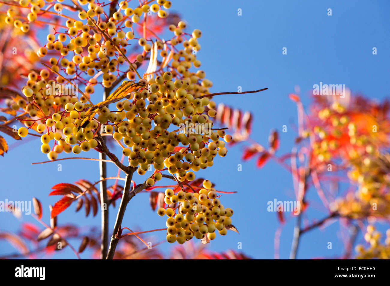 Rowan tree garden hi-res stock photography and images - Alamy