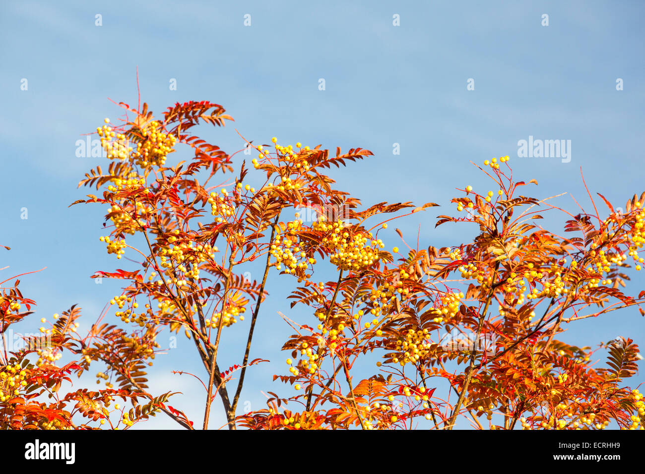 Rowan tree garden hi-res stock photography and images - Alamy
