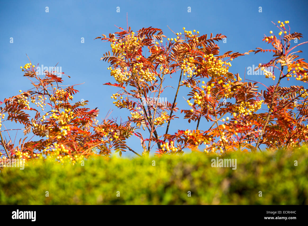 Rowan hedge uk hi-res stock photography and images - Alamy