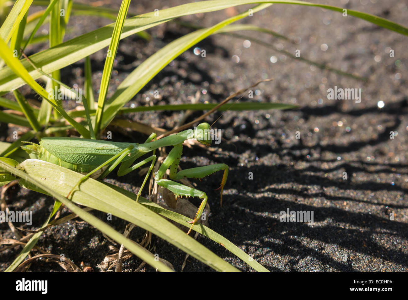 Grass mantis hi-res stock photography and images - Alamy