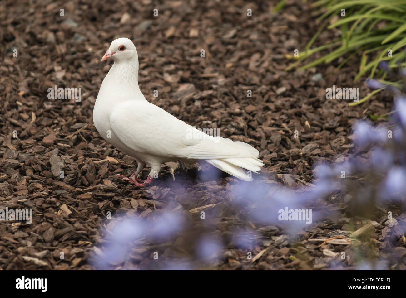 White Dove High Resolution Stock Photography and Images - Alamy