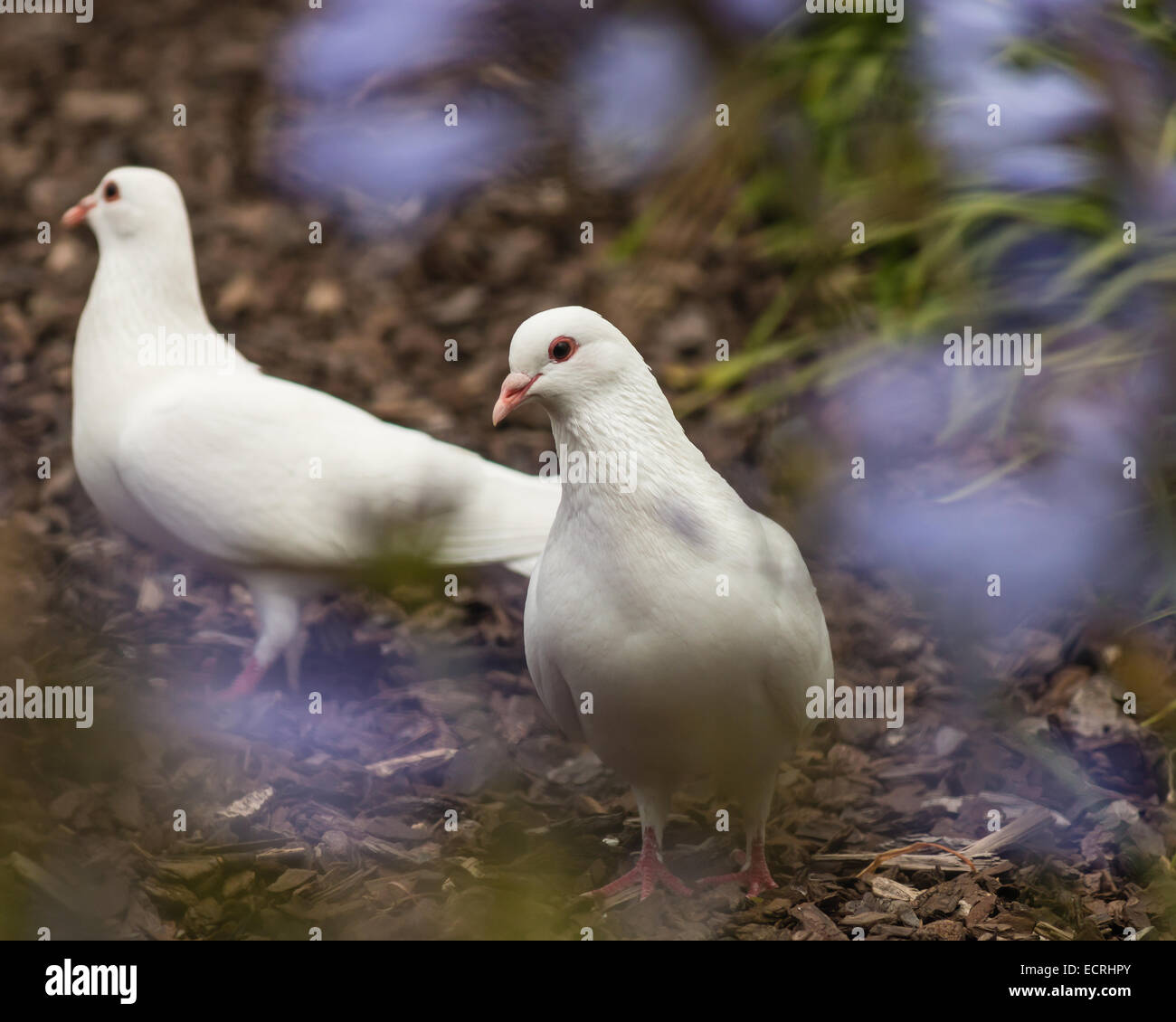 White doves hi-res stock photography and images - Alamy