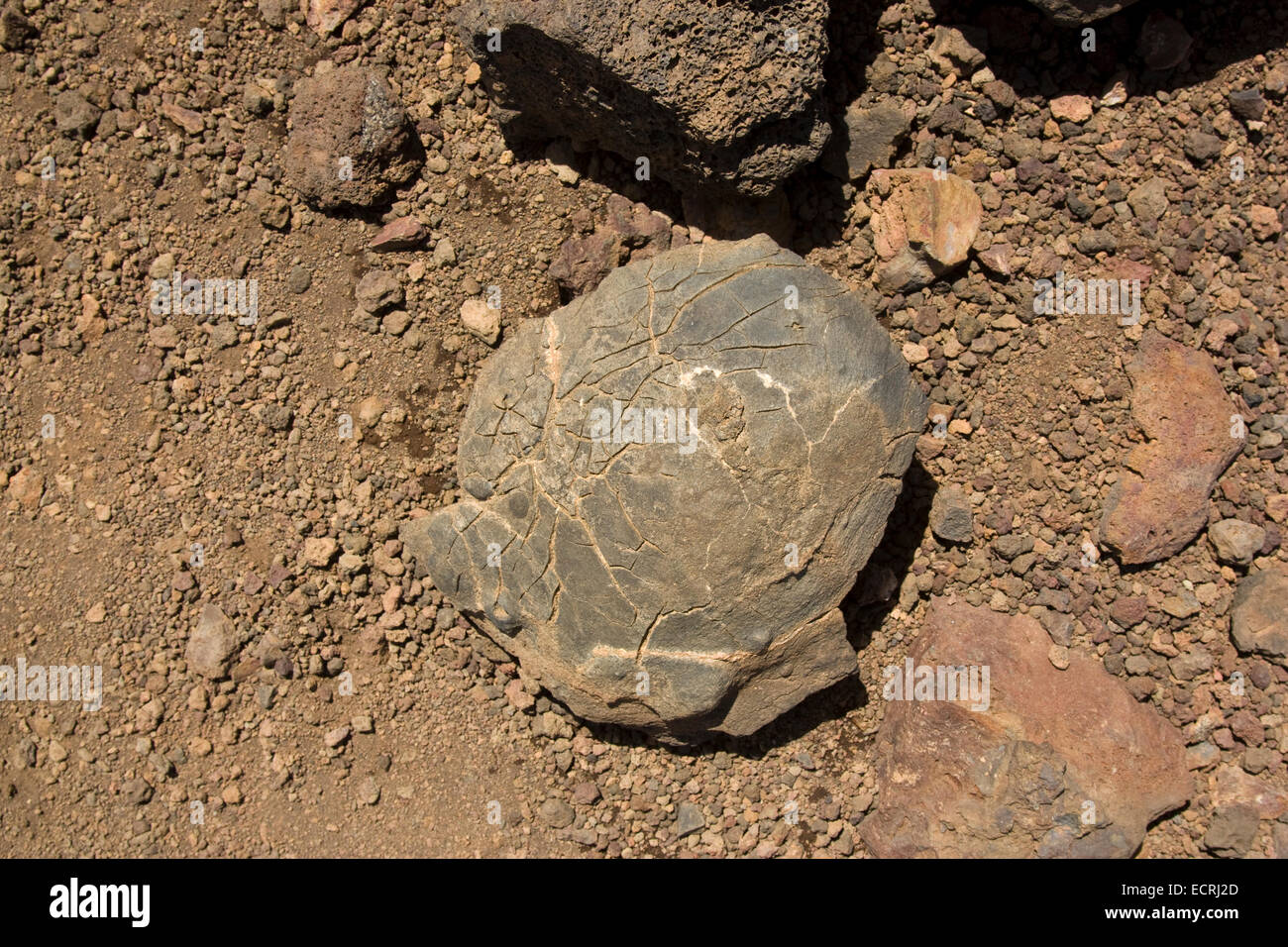 Bread-crust volcanic bomb Stock Photo - Alamy