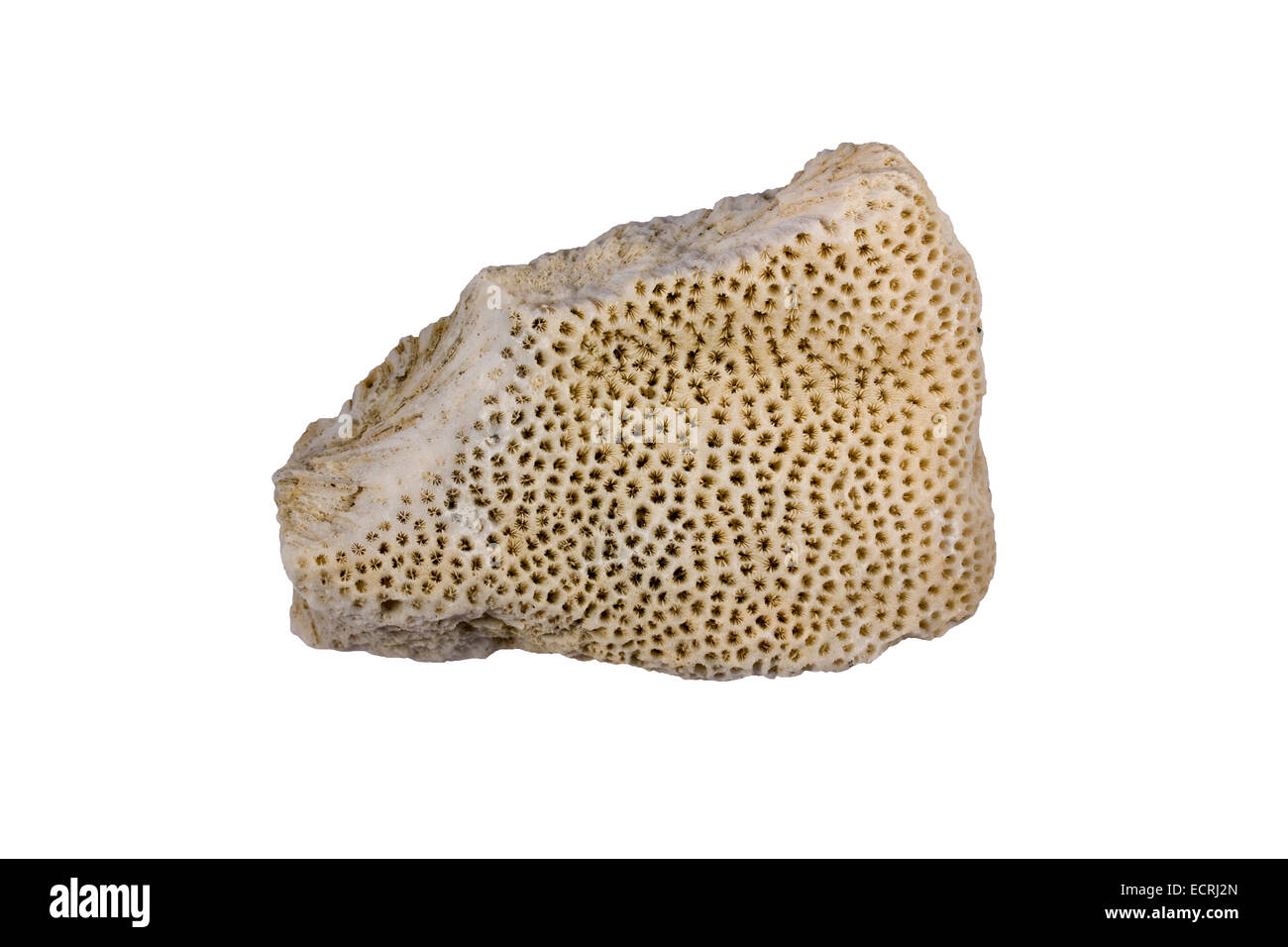 Fossil invertebrate hi-res stock photography and images - Alamy