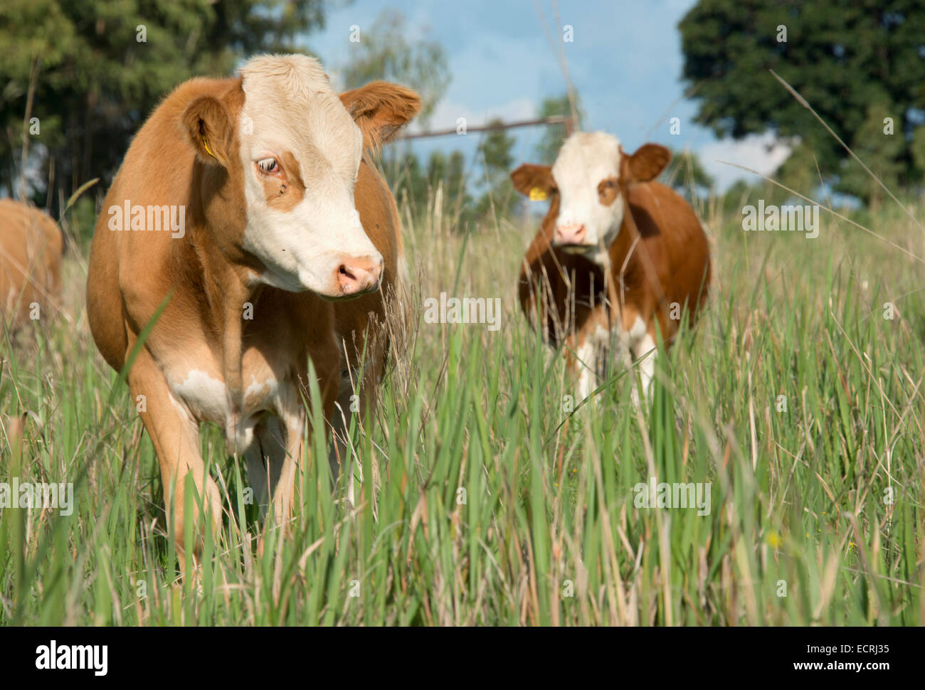 African cattle hi-res stock photography and images - Alamy