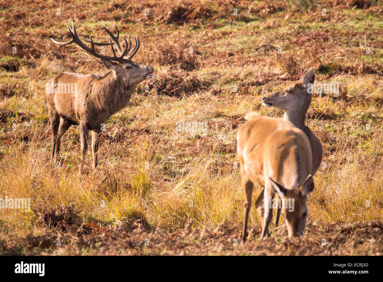 Red Deer in Bradgate Park,Leicester, UK Stock Photo - Alamy