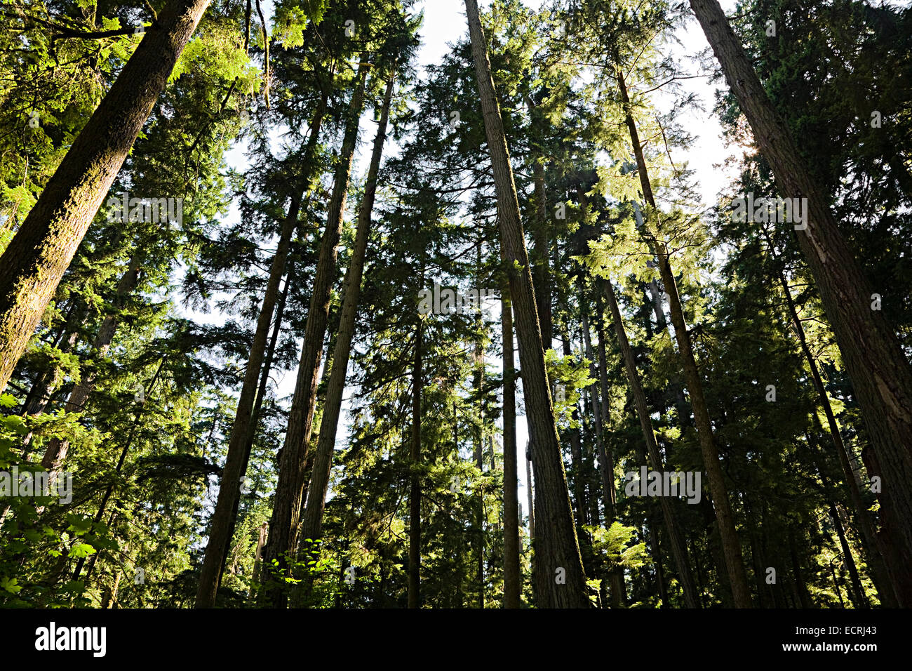 Cathedral Grove, MacMillan Provincial Park, Vancouver Island, British ...
