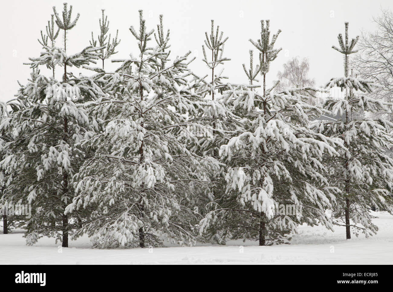 Thick forest covered in snow hi-res stock photography and images - Alamy