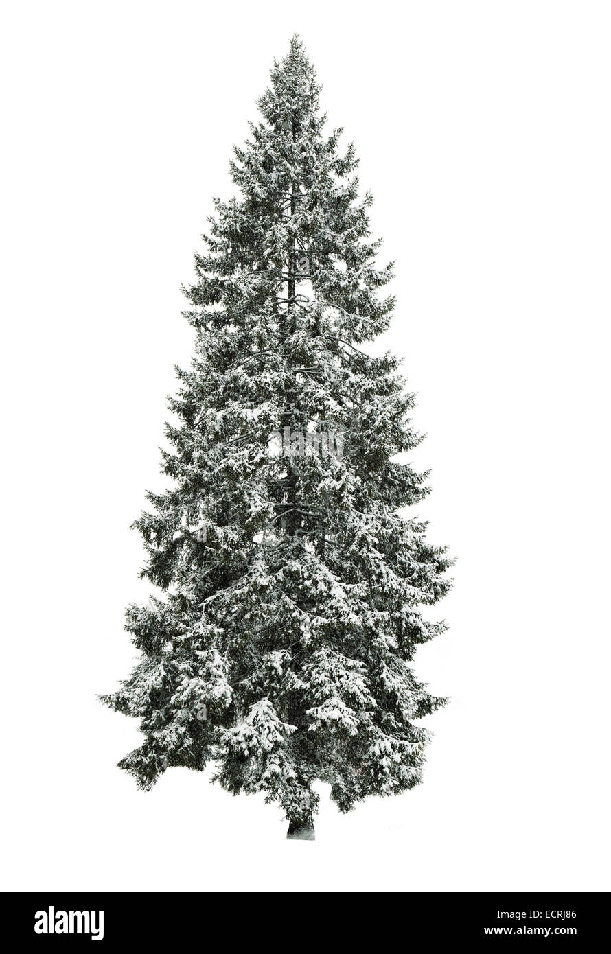 Very tall evergreen tree Cut Out Stock Images & Pictures - Alamy