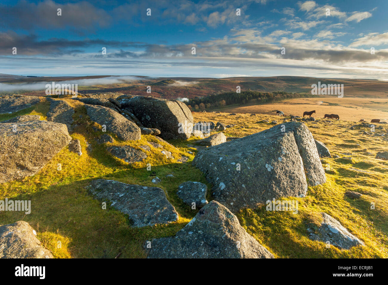 Morning on Sheepstor near Dousland. Dartmoor National Park, Devon ...