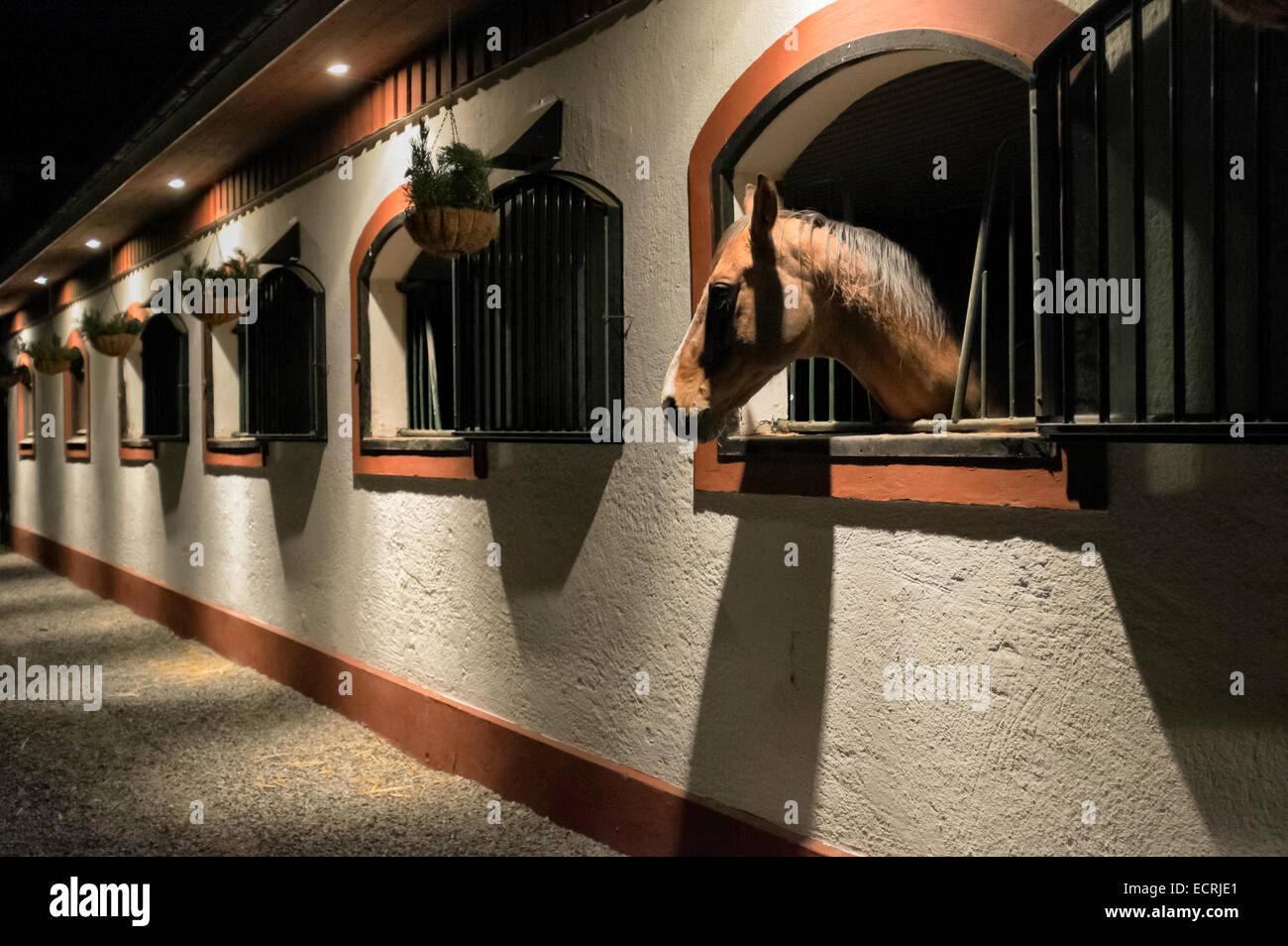Horse perspective hi-res stock photography and images - Alamy